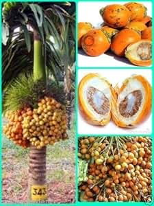 Creative Farmer Tree Seeds Supari Plant Seeds Tree Seeds For Home ...