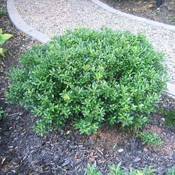 Amazon.com: Soft Touch Dwarf Japanese Holly - Live Plant - Trade Gallon ...