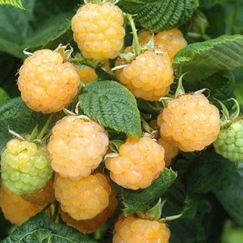 Amazon.com : Fall Gold Raspberry Plant - Yellow Ever-Bearing Edible ...