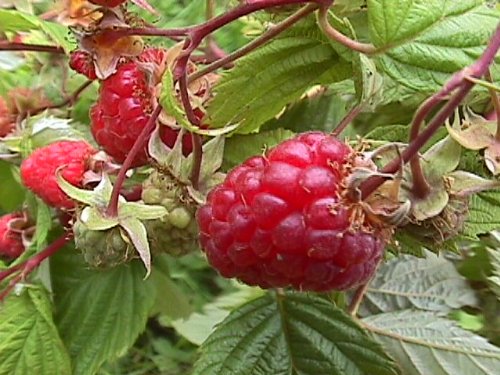 Canby Thornless Raspberry Seed Pack | AmericanGardener.com