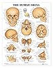 ACC - The Human Skull Anatomical Chart in Kuwait | Whizz Anatomy