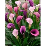 Amazon.com : Anneke Purple Calla Lily Bulb - True Purple Color : Calla ...