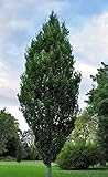 Amazon.com : DAWYCK PURPLE BEECH - Fagus sylvatica 'Dawyck Purple ...