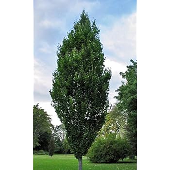 Amazon.com : DAWYCK PURPLE BEECH - Fagus sylvatica 'Dawyck Purple ...