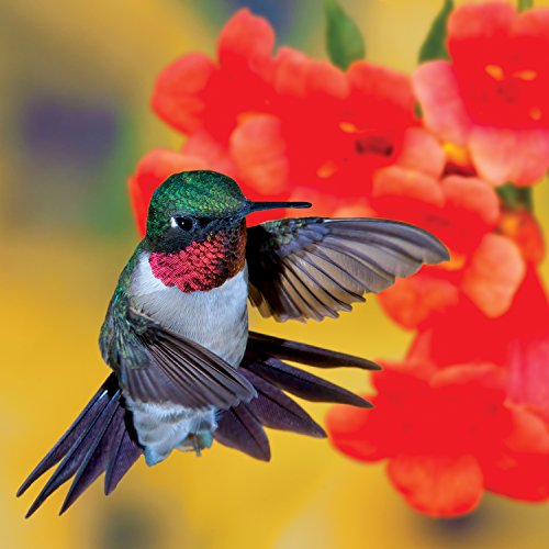 Hummingbird Jigsaw Puzzles Absolutely Beautiful!