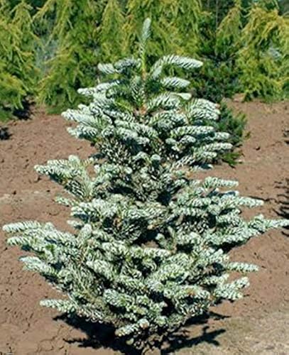 Korean Fir Christmas Tree