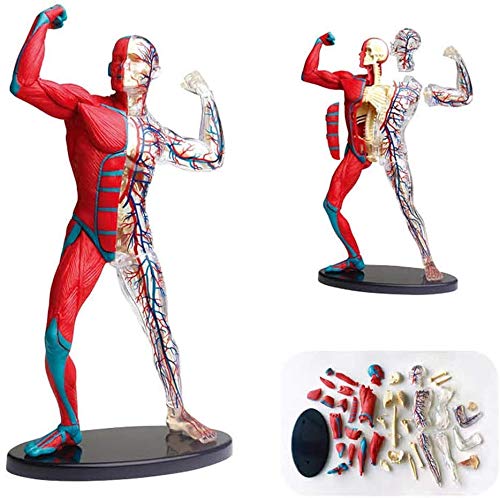 Buy LBYLYH Anatomical Model Human Muscle - Detachable Organs And Parts ...