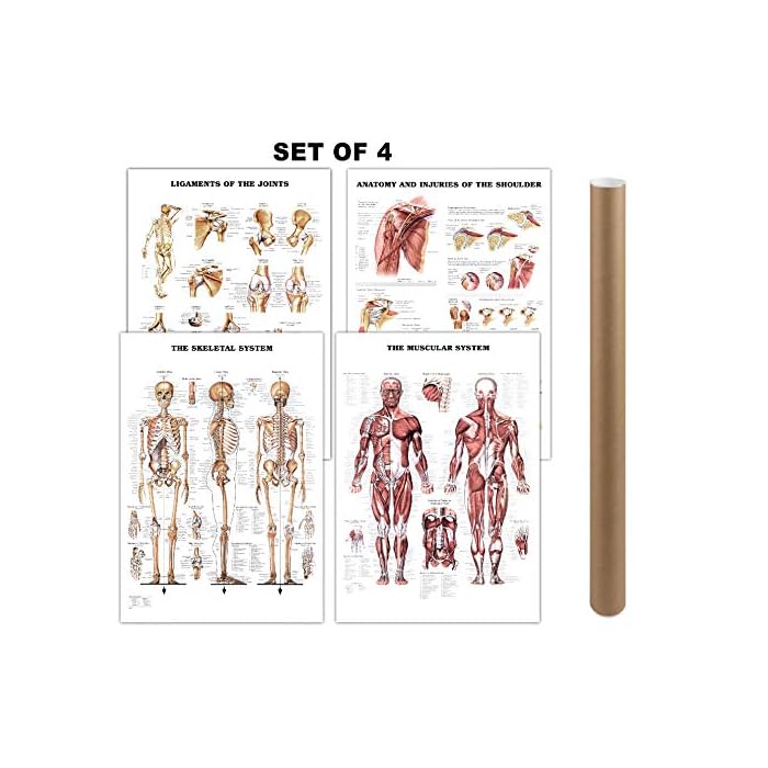 Buy [Pack of 4] Muscular and Skeletal System Anatomical Laminated ...