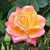 Heirloom Roses Rose Bush - The Joseph's Coat Climbing Plant, Live ...