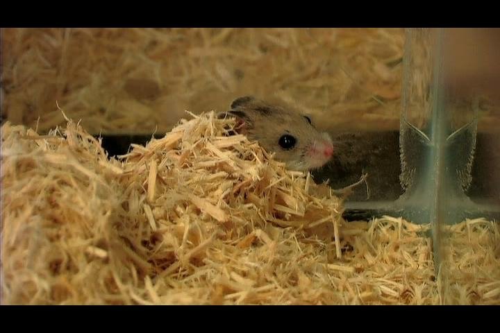 Watch How to Find a Lost Hamster on Amazon Live