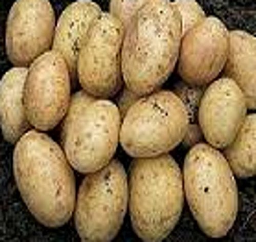 golden wonder potatoes