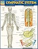 Lymphatic System QuickStudy Laminated Reference Guide (Quick Study ...