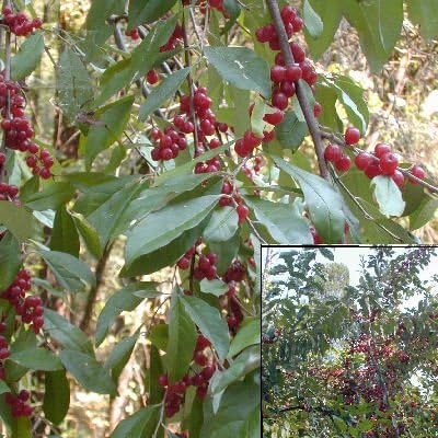 Amazon.com : Autumn Olive Eleagnus umbellata Japanese silverberry 50 ...