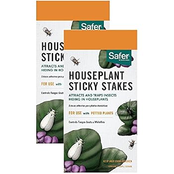 Amazon.com : Trapro Yellow Dual-Sided Sticky Fly Traps for Plant Insect ...