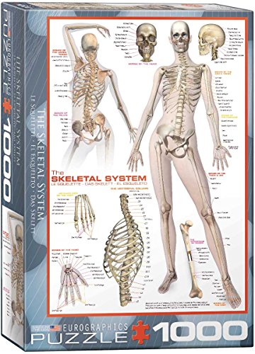 Human Anatomy Puzzles | Educational and Fun Jigsaw Puzzles!