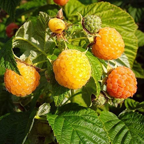 3er Set Himbeerpflanze Fallgold späte Sommer Herbst Himbeere gelb ...