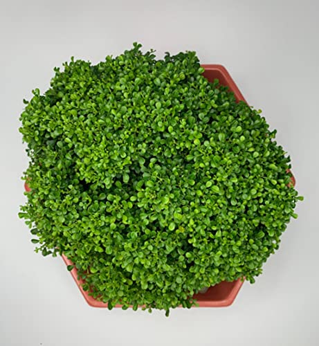 Buy Creative Farmer Plant For Study Table Murraya Paniculata Dwarf ...