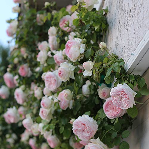 Heirloom Roses Rose Bush - The Eden® Climbing Plant, Live Plants for ...
