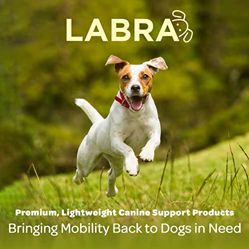 Labra Dog Canine K9 Back Brace - IVDD Spine Pain & Spinal Injury ...