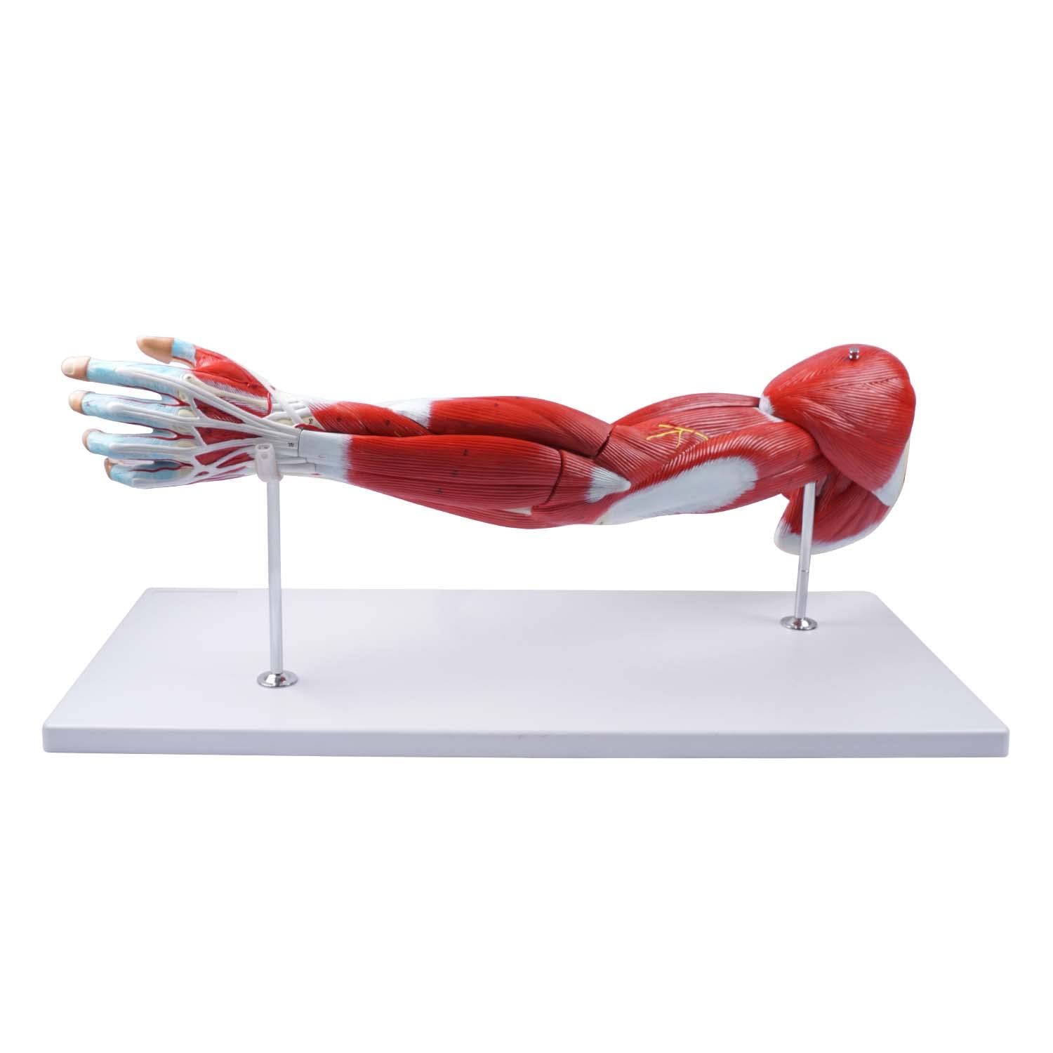 Mua Muscular Arm Anatomy Model, Life Size Arm Model Anatomy Model ...