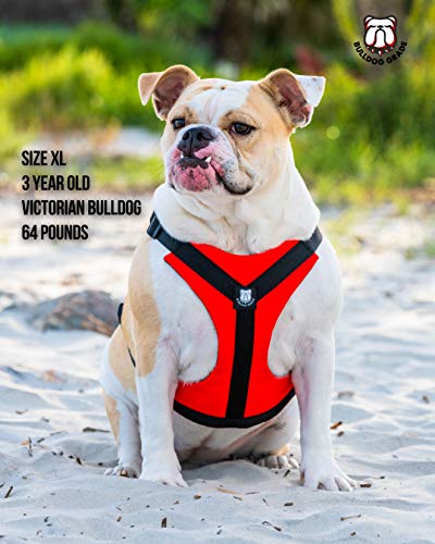 Bulldog Grade Harness for English-American-French Bulldogs - Custom Fit ...