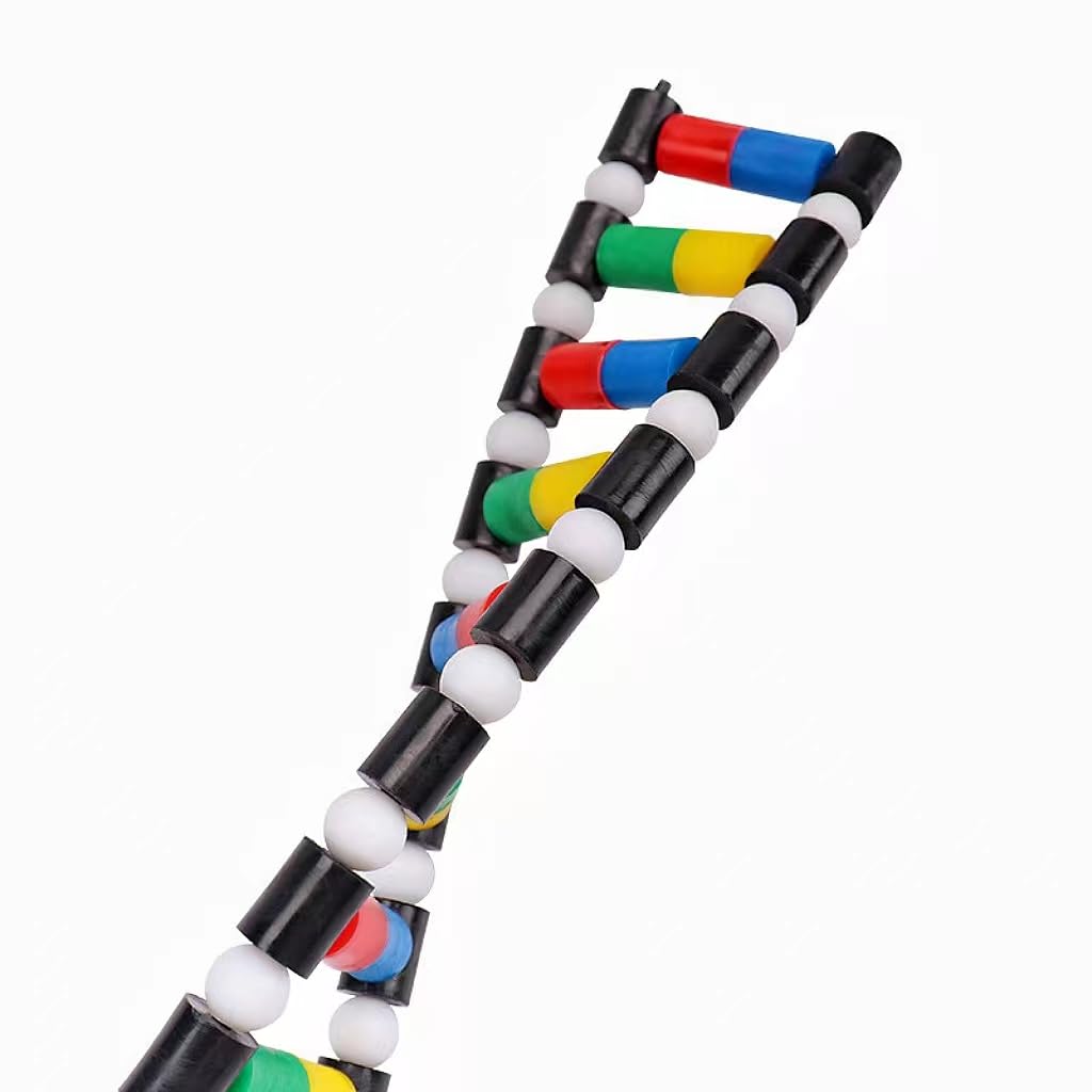 DNA Model Double Helix Structure Model DNA Double Helix Modesl Kit DNA ...