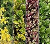 Sedum Mixed 50 Seeds, stonecrop,-Many varieties in one packet: Amazon ...