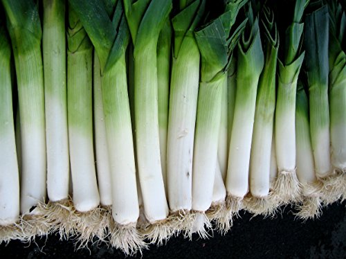 How To Grow Leeks From Seed (With Step By Step Pictures)