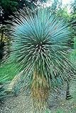 Amazon.com : YUCCA ROSTRATA exotic blue color joshua tree hardy desert ...
