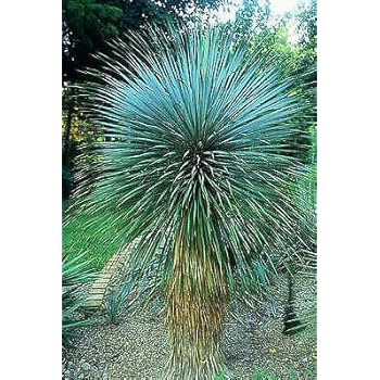 Amazon.com : BEAKED YUCCA, yuca rostrata Big Bend agave garden aloe ...