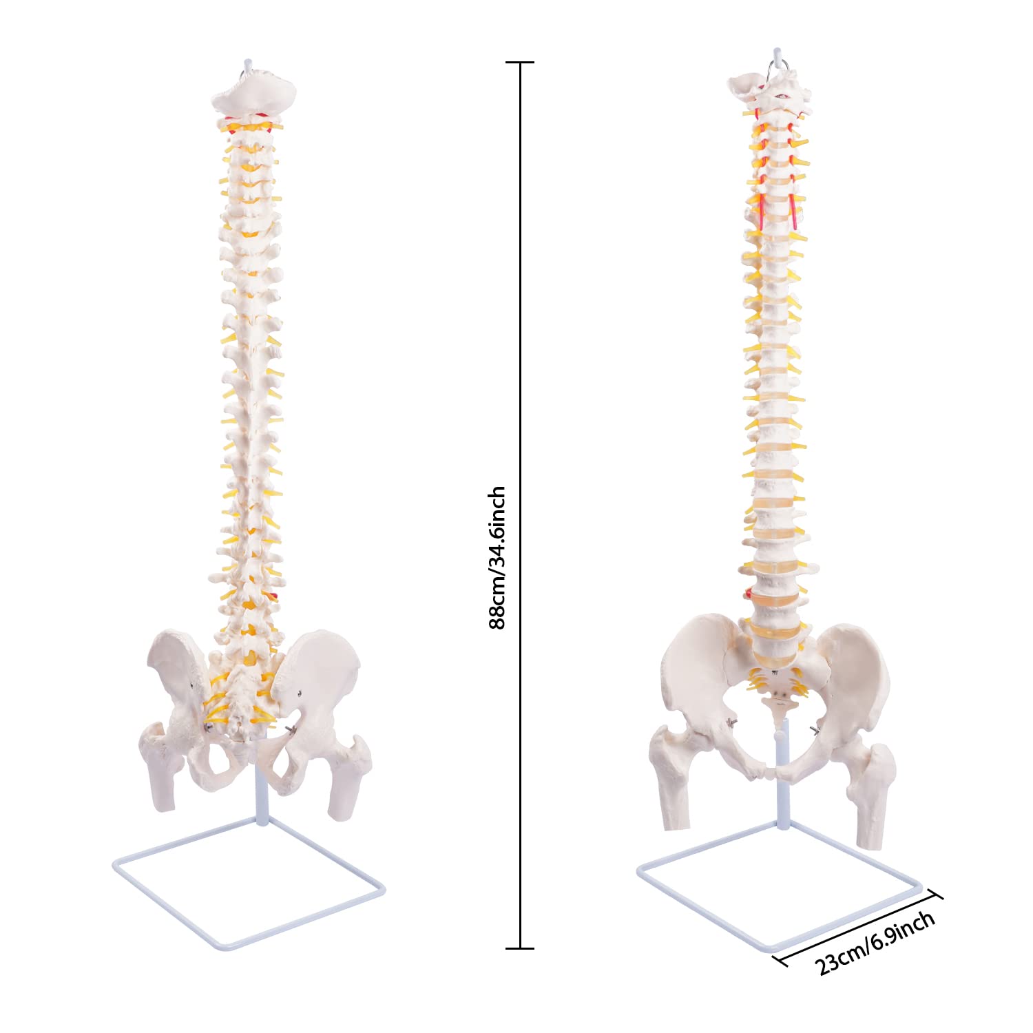 Mua breesky Spine Model, 34.6" Life Size Spinal Cord Model Flexible ...