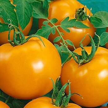 Amazon.com: Burpee 'Orange Wellington' Hybrid | Orange Beefsteak ...
