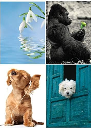 20 Top Picks – Mixed Pack of Our 20 Most Popular Postcards – BigaMart