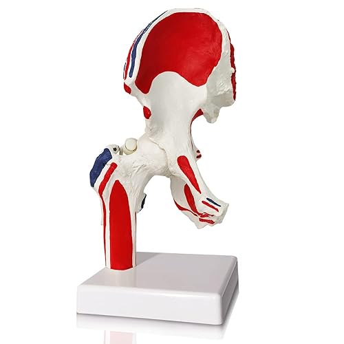 EVOTECH SCIENTIFIC Hip Joint Model with Muscles, Human Body Anatomy ...