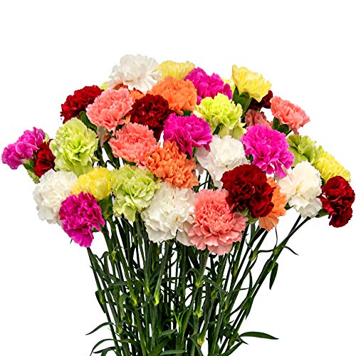 FlowerPrime 50 Assorted Carnations - Fresh Natural Cut Flowers â ...