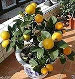 Sweet lime - How to grow & care