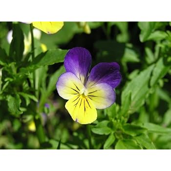 Amazon.com : 100 JOHNNY JUMP UP Violet Viola Tricolor Flower Seeds ...