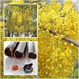 Cassia fistula - How to grow & care