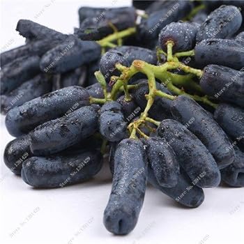 Amazon.com : Rare Black Finger Grape Seed Heirloom Organic Fruit Seed Natural Growth, Grape Tree ...