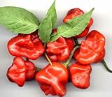 Bishop's Crown Pepper: Distinctive Delight - PepperScale