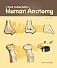 Visual Analogy Guide to Human Anatomy in Dubai - UAE | Whizz Anatomy ...