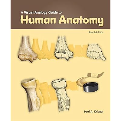 Guía De Analogía Visual Para La Anatomía Humana Anatomia Y