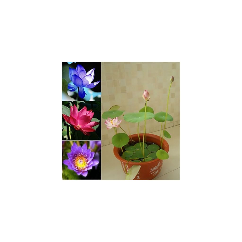 10 Seeds Dwarf Lotus Plant Aquatic Plant Mixed Colors - irrigation supplies