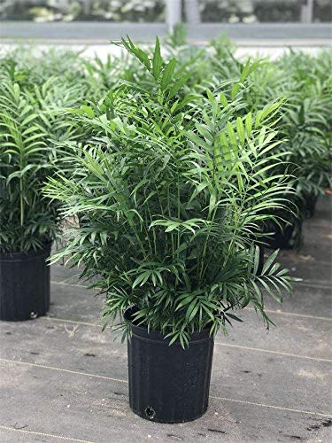 Buy Neanthe Bella Parlor Palm - Live Plant in an 10 Inch Pot ...