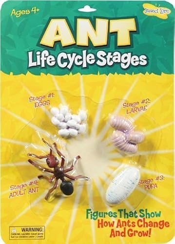 9 Pack INSECT LORE ANT LIFE CYCLE STAGES in Kuwait | Whizz Science