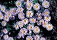 Amazon.com : 1000 BLUE FLEABANE DAISY (Dainty Daisy / Aspen Fleabane ...