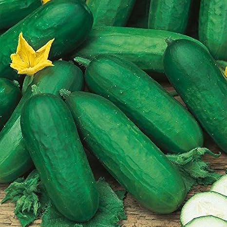 Pack of 3 Cucumber Beth Alpha Plug Plants Sweet Mini Cucumbers: Amazon ...