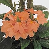 Amazon.com : Crossandra Seeds, orange Marmalade -Firecracker Flower ...