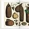 Albertus Seba: Cabinet of Natural Curiosities: SEBA, CURIOSITIES ...