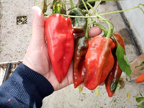 Seeds semi chili pepper also poblano+ cultivation guide price in Saudi ...